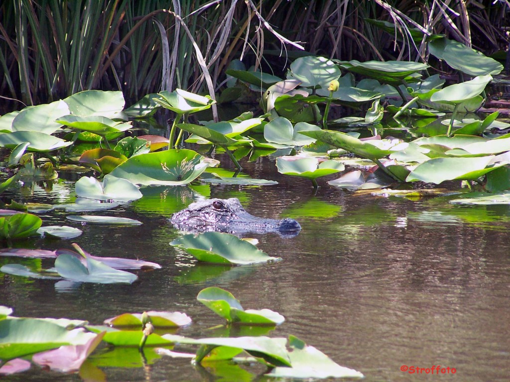 Photo of the Week - Alligator in the Glades